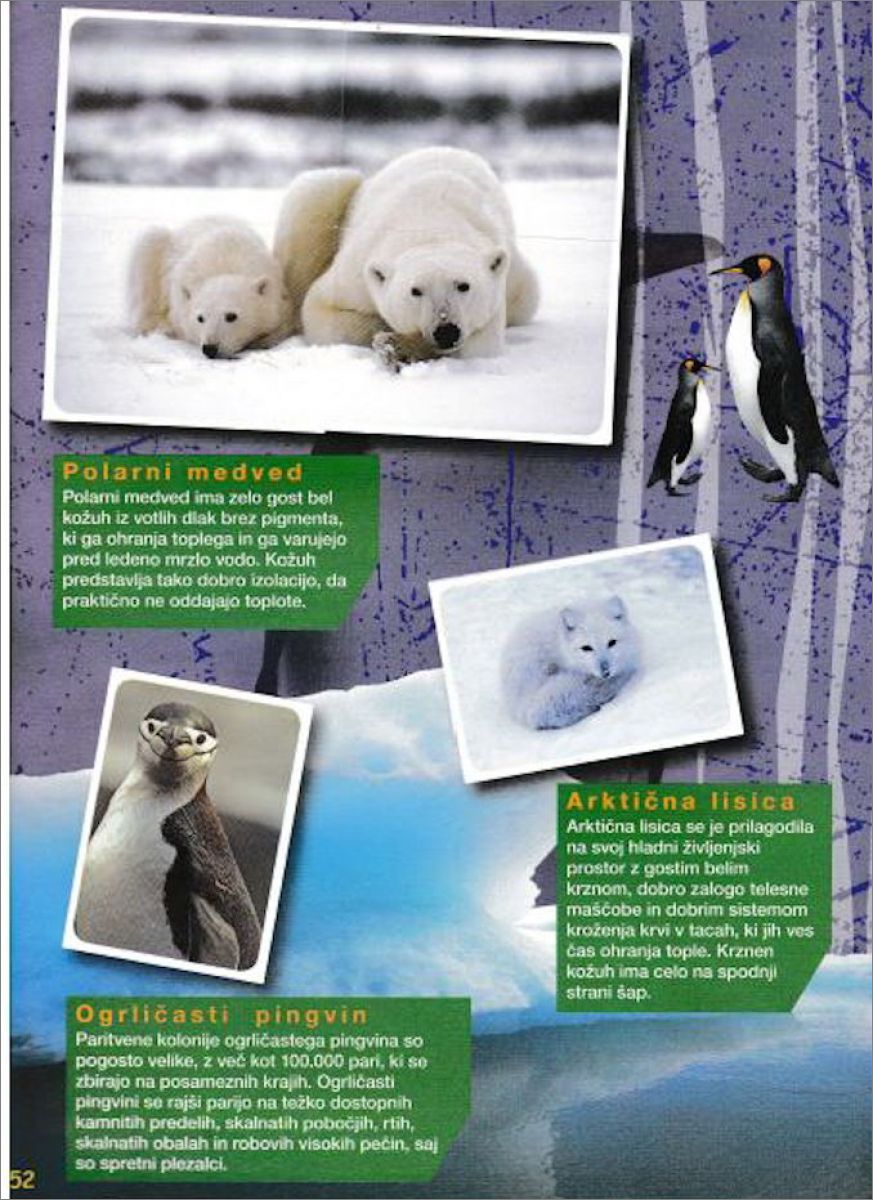 Animal Planet - Sticker Album - Royal International - 2011 Autres